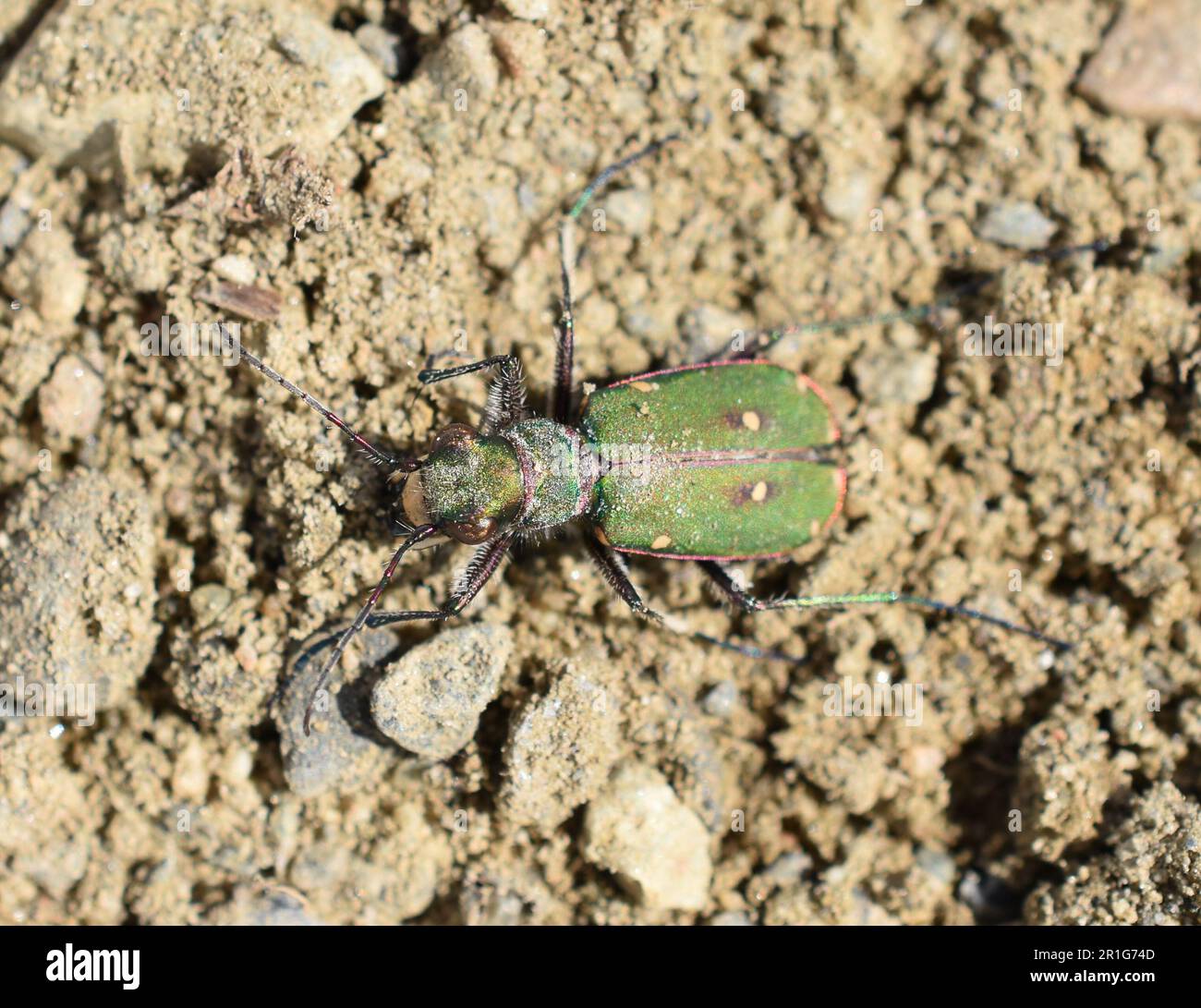 Green tiger beetle Cicindela campestris on sand natural environment ...