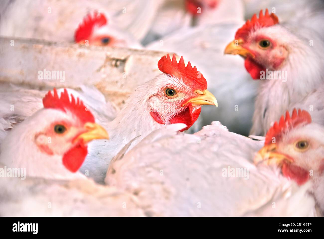 Young chickens on a poultry farm Stock Photo - Alamy