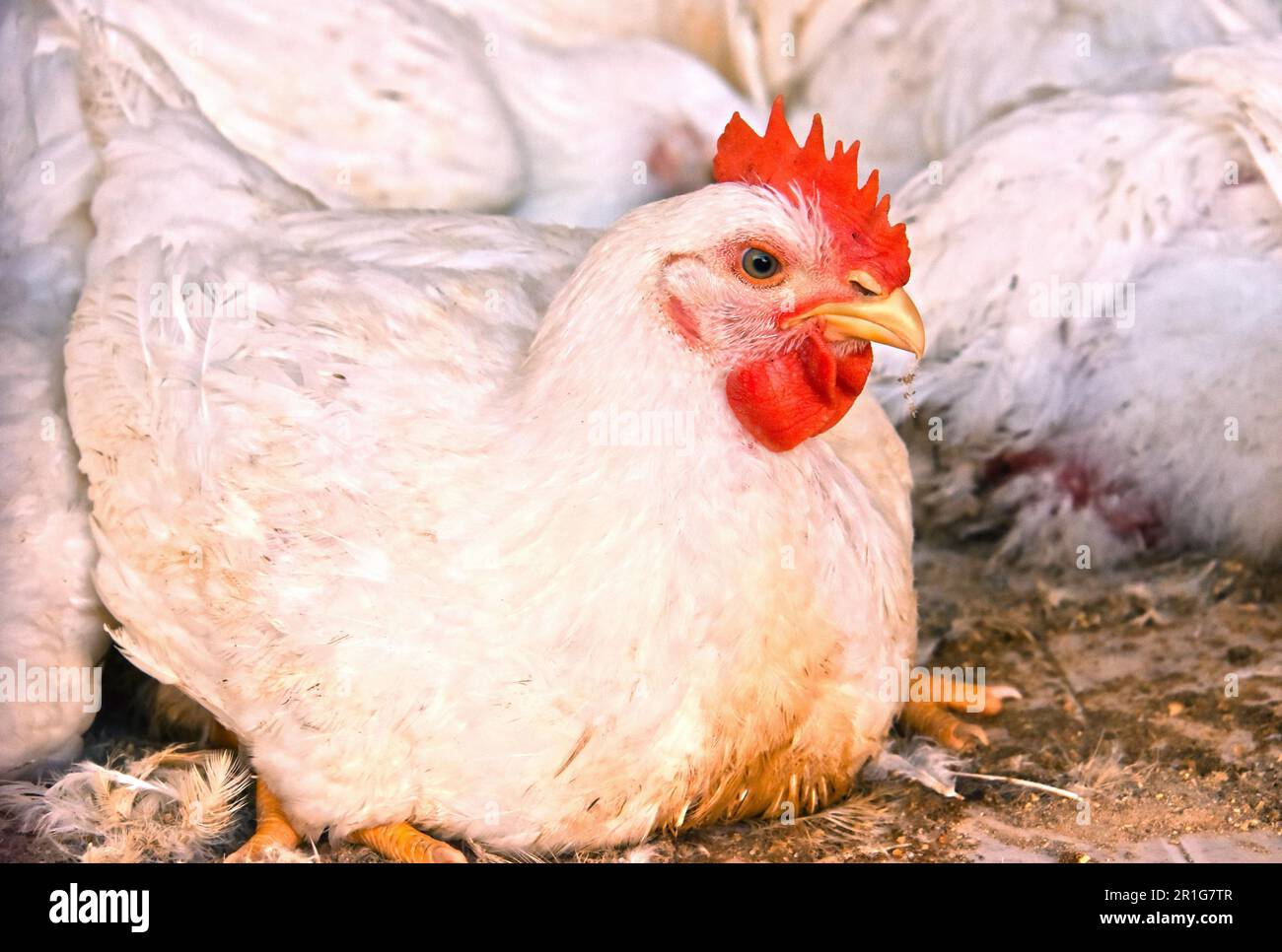Young chickens on a poultry farm Stock Photo - Alamy