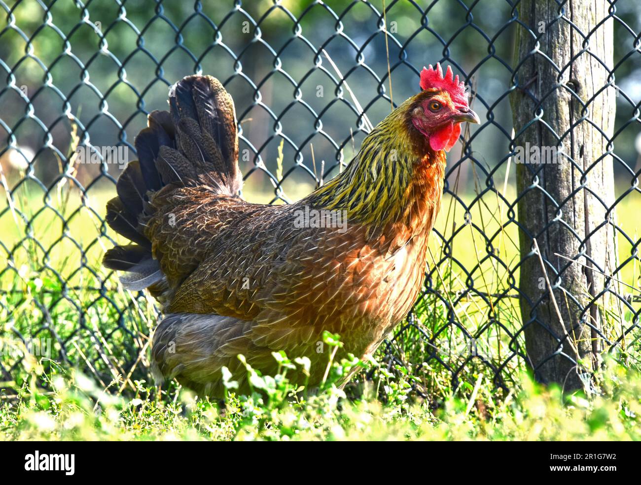 Mountain chicken hi-res stock photography and images - Alamy