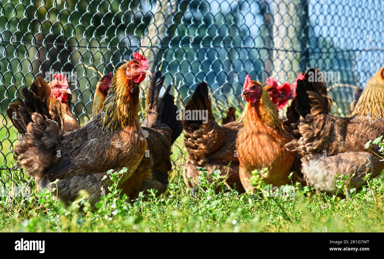 Chickens on traditional free range poultry farm Stock Photo - Alamy