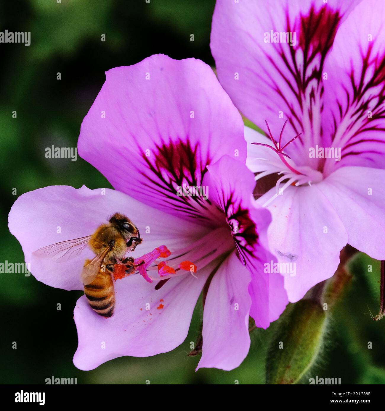 Pelargonium graveolens plant also known as Rose geranium with pink ...