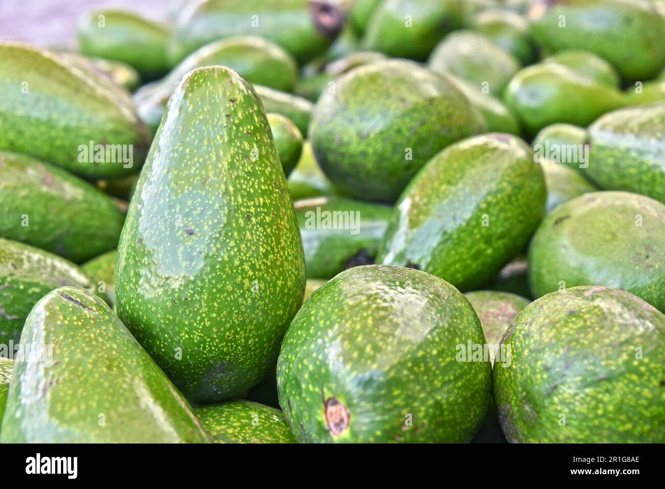Booth avocado hi-res stock photography and images - Alamy