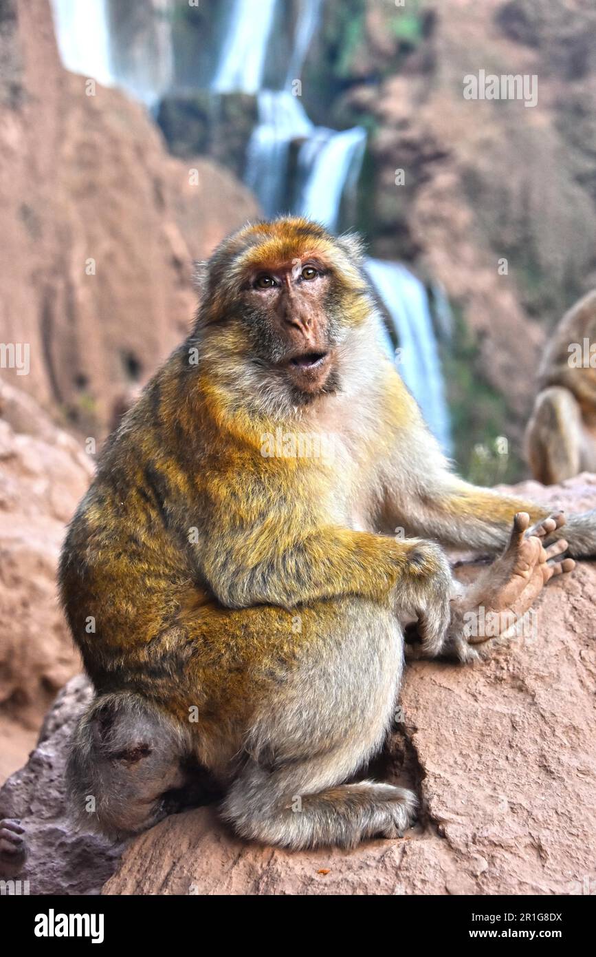 Barbary macaque (Macaca sylvanus), at the Ouzoud falls in Morocco Stock ...