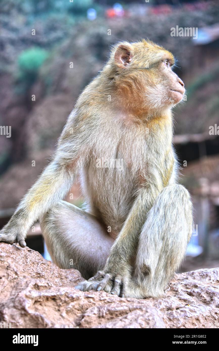 Barbary macaque (Macaca sylvanus), at the Ouzoud falls in Morocco Stock ...