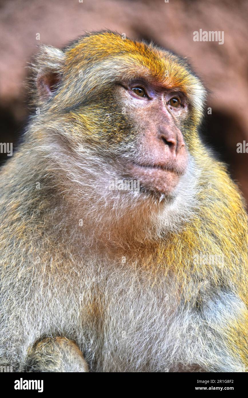 Barbary macaque (Macaca sylvanus), at the Ouzoud falls in Morocco Stock ...