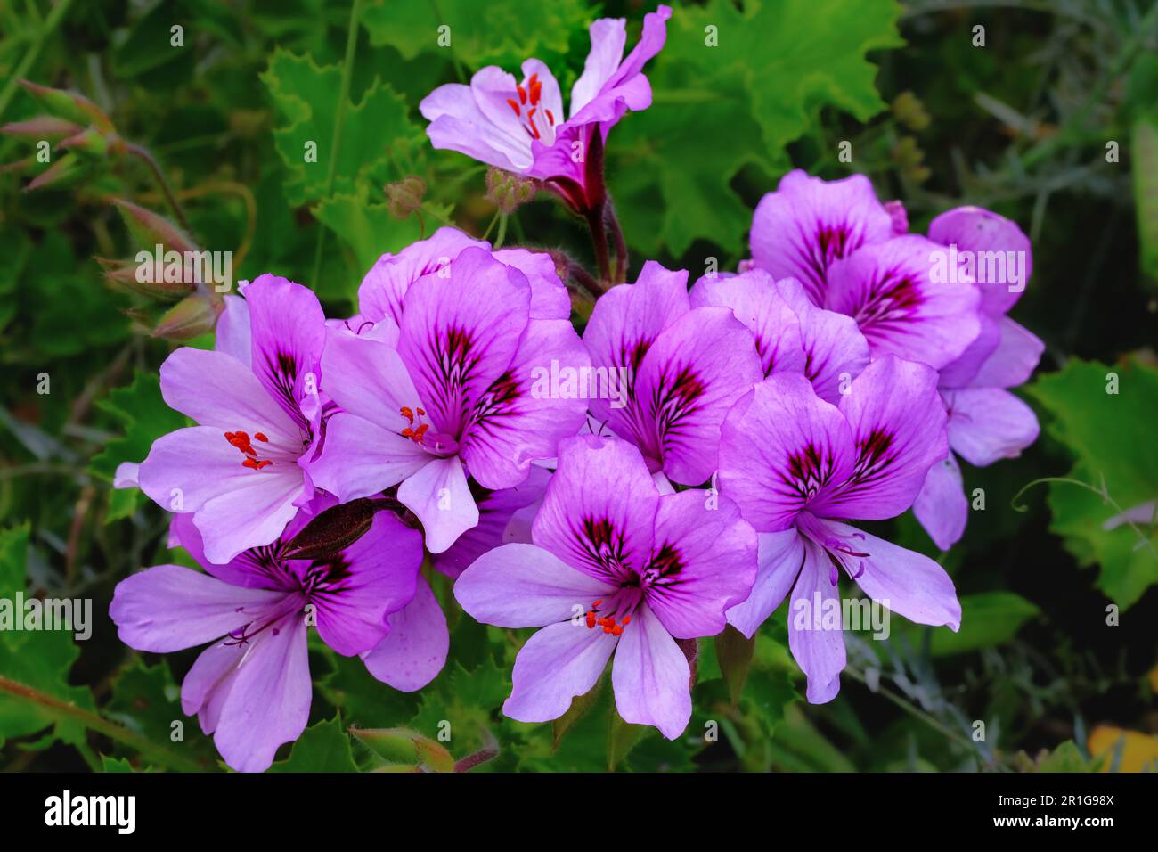 Pelargonium graveolens plant also known as Rose geranium with pink ...