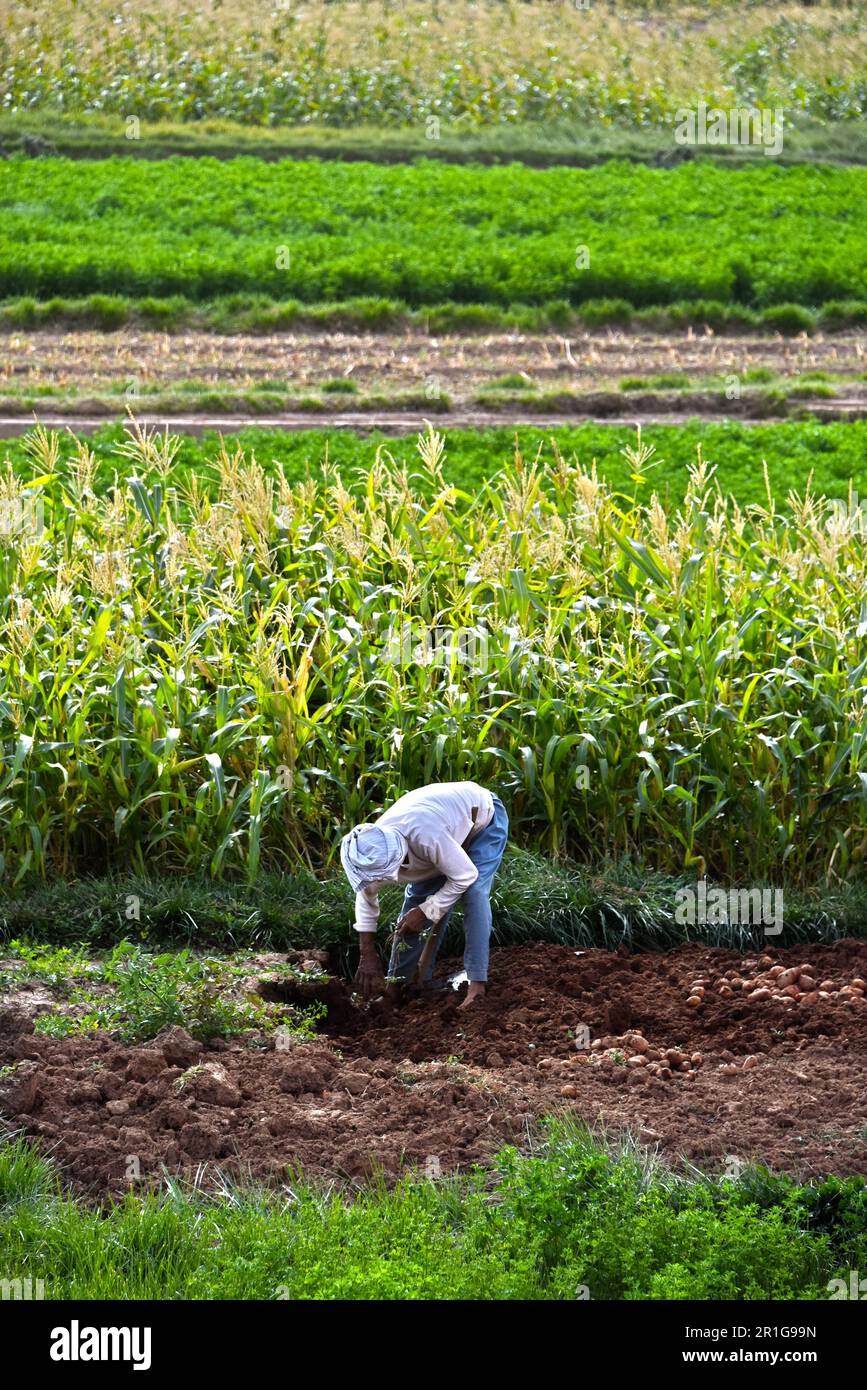Self-sufficient labor-intensive farming in Morocco. Traditional ...