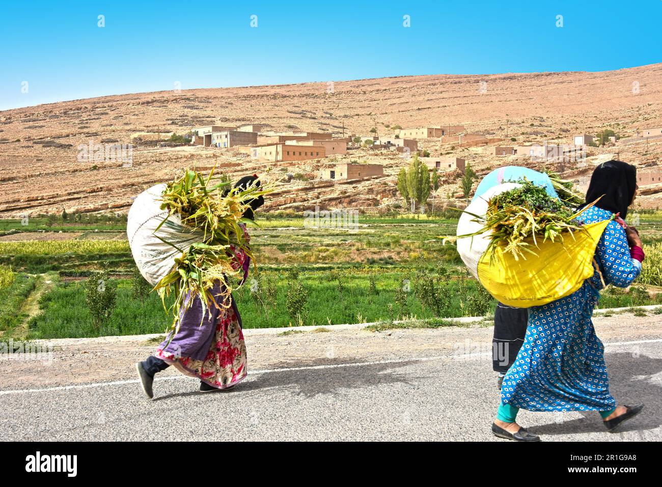 Countryside of Morocco. Village women carrying crops in High Atlas ...