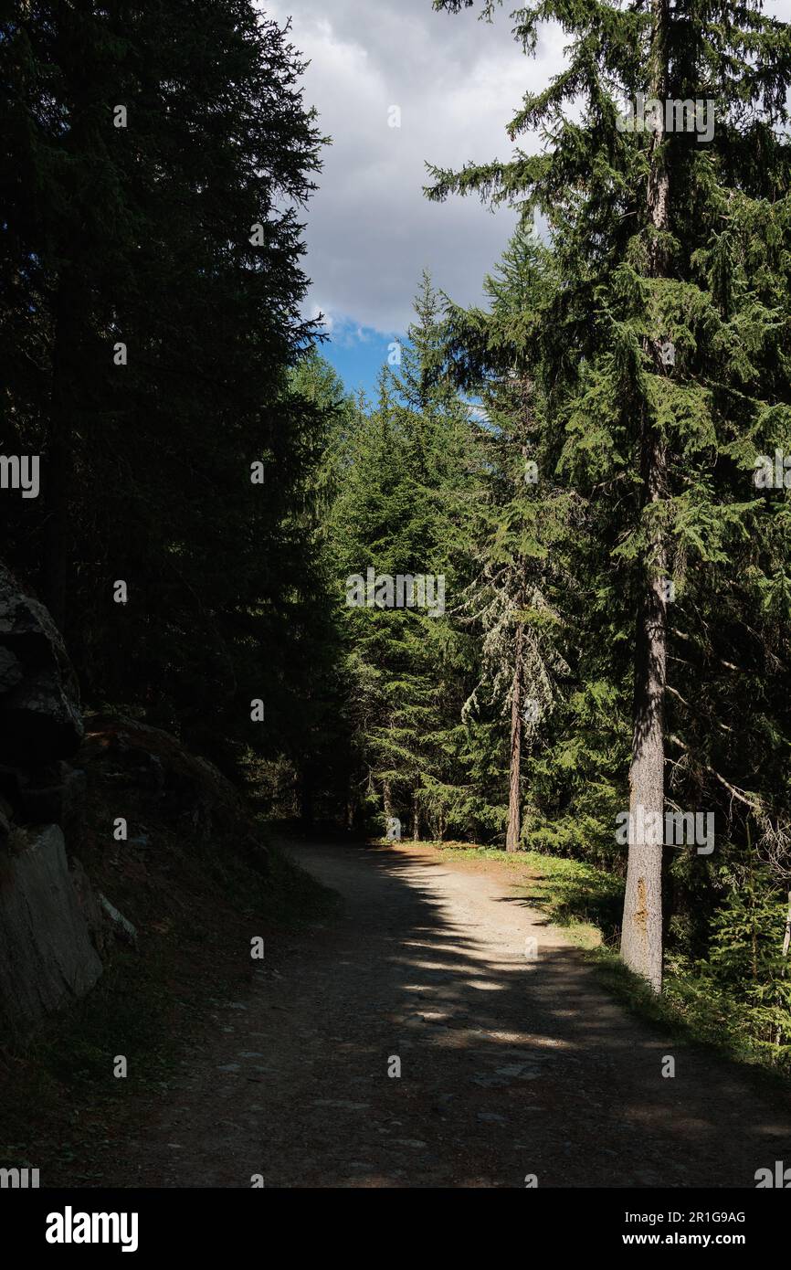 Mountain Path with Tall Fir Trees at the Edge and in the background ...