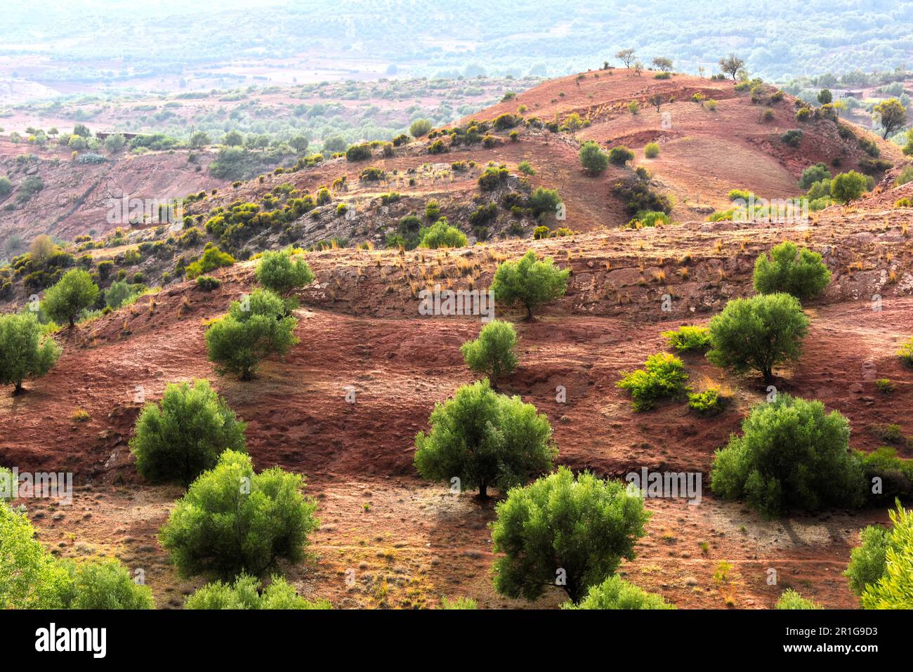 Olive plantation in High Atlas Mountains in Morocco Stock Photo - Alamy