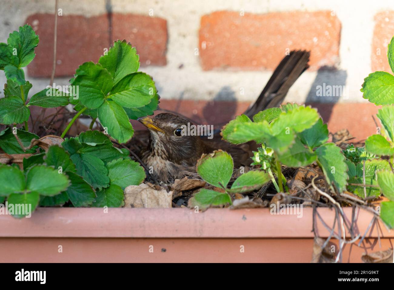 Female blackbird breeding in a balcony box between strawberries Stock ...