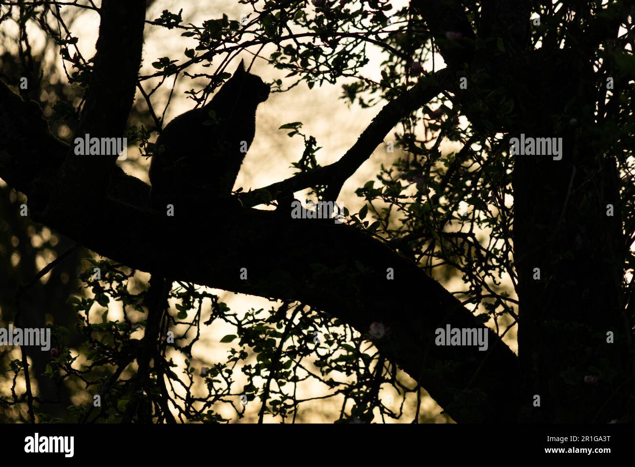 Cat in apple tree hi-res stock photography and images - Alamy