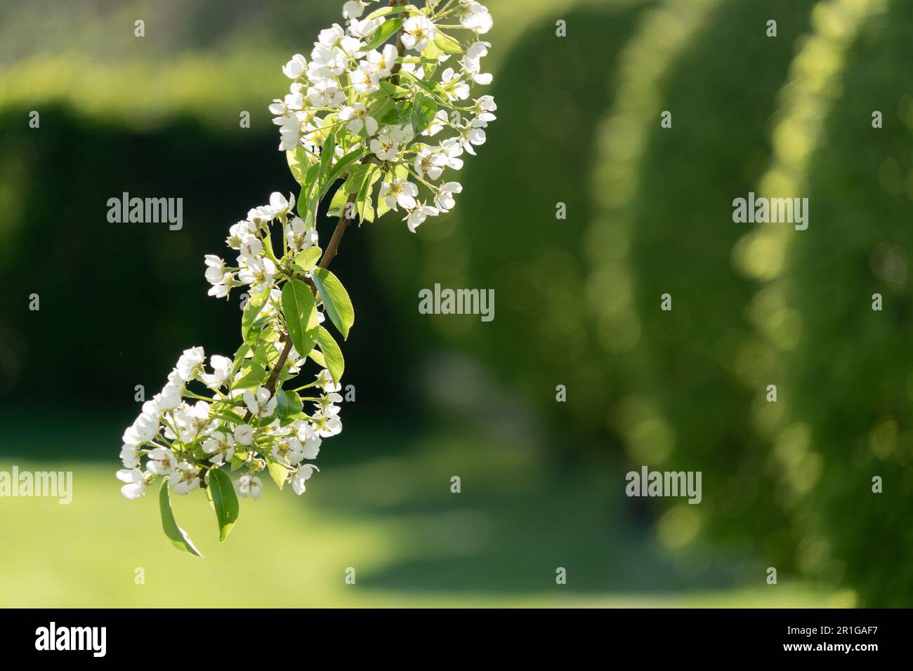 Ornamental pear tree hi-res stock photography and images - Alamy
