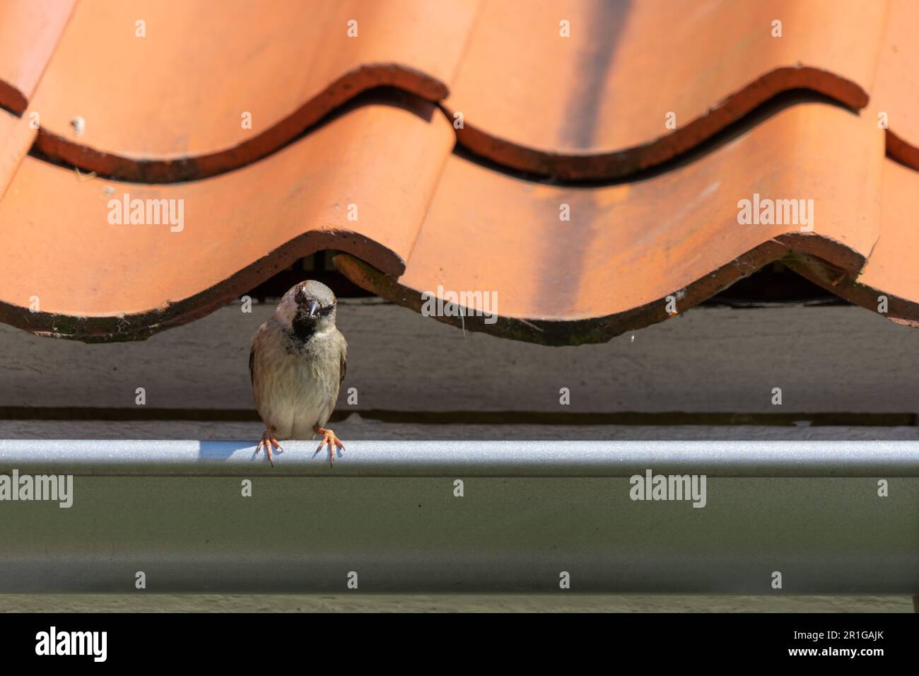 Like shingles on a roof hi-res stock photography and images - Alamy
