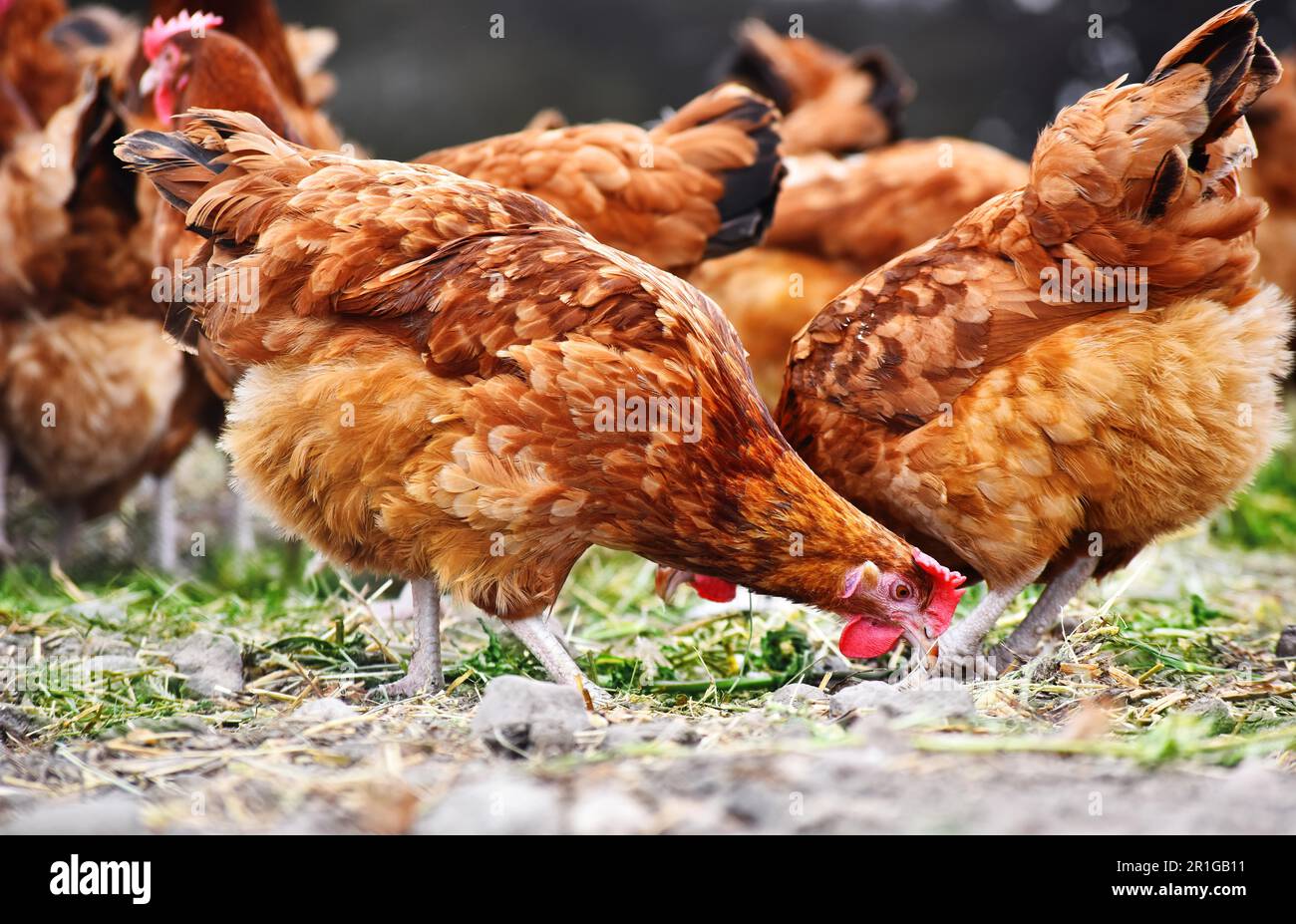 Poultry hi-res stock photography and images - Alamy