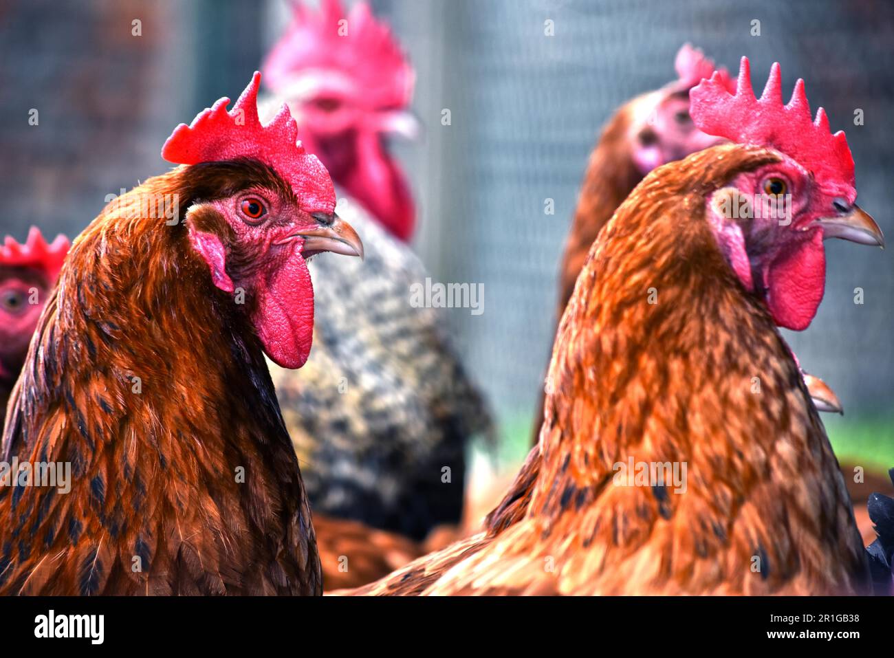 Chickens on traditional free range poultry farm Stock Photo - Alamy