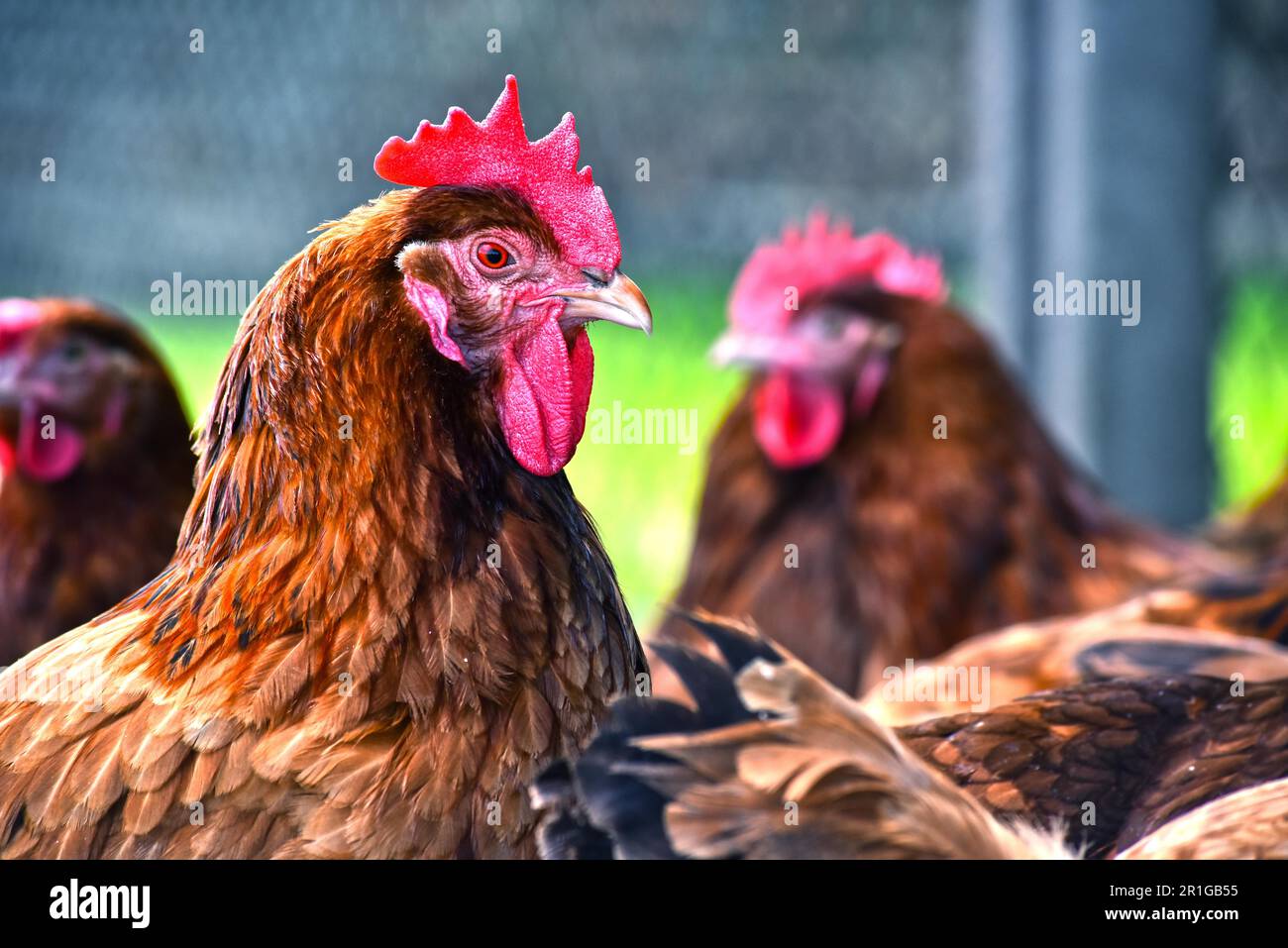 Living alive chickens poultry hi-res stock photography and images - Alamy