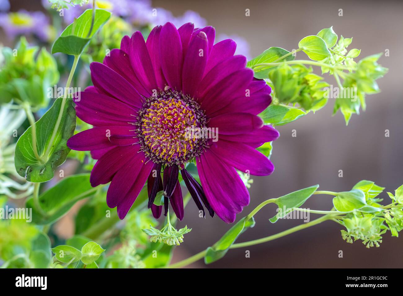 Slightly withered purple Gerbera flower in a bouquet Stock Photo - Alamy