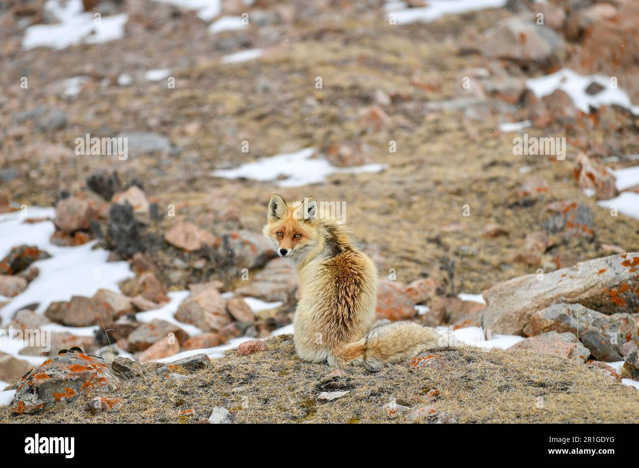 Kuytun. 8th May, 2023. This photo taken on May 8, 2023 shows a fox near ...