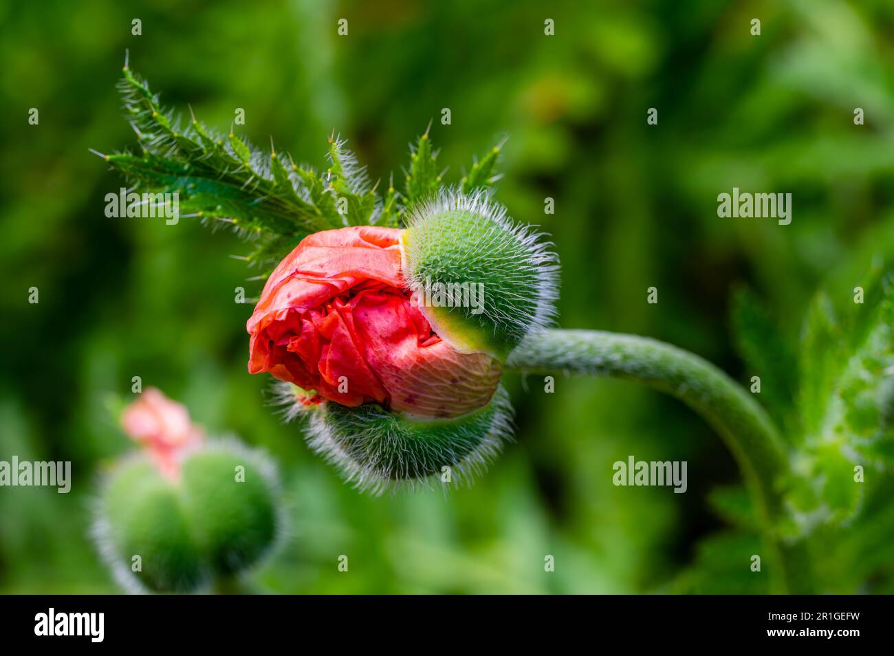 A poppy flower is about to open Stock Photo - Alamy