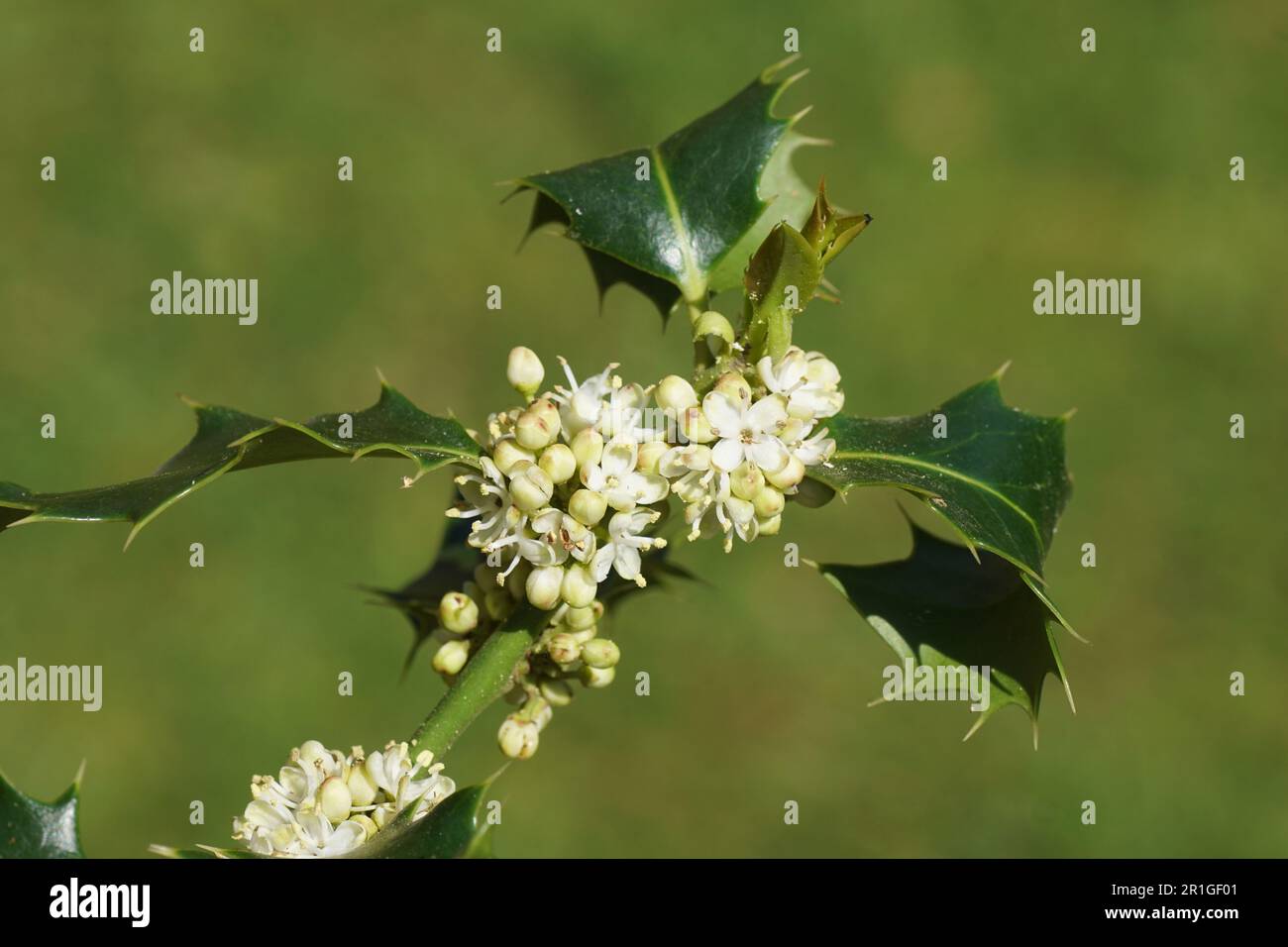Closeup of white flowers of holly (Ilex aquifolium) in spring in a ...