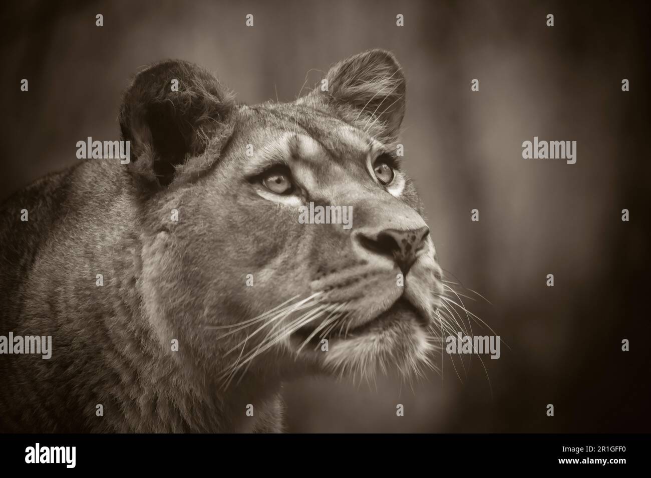 The lion of Berber predator face nad dangerous sight, the best photo ...