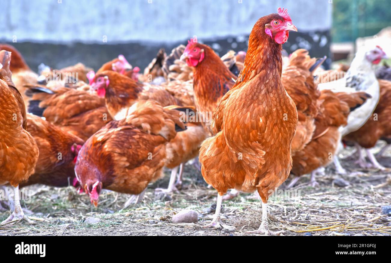 Chickens on traditional free range poultry farm Stock Photo - Alamy
