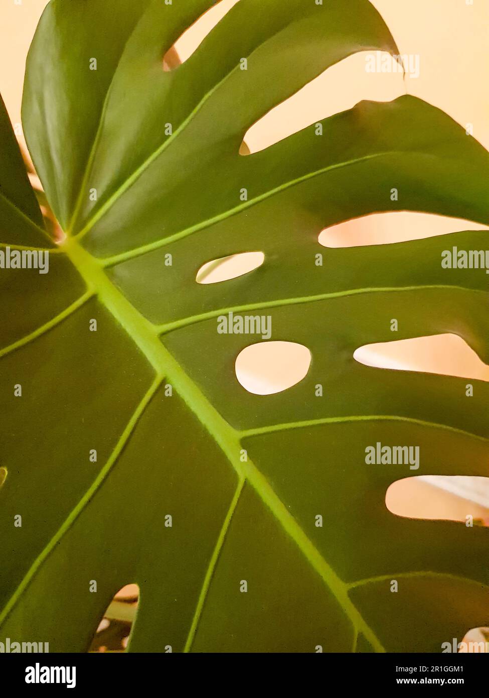 Monstera leaf close-up on a yellow background, vertical Stock Photo - Alamy