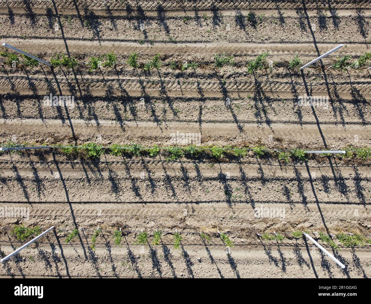 Aerial view apple plantation cultivation hi-res stock photography and ...