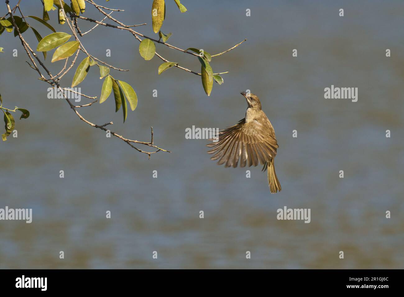 A Streak-Eared Bulbul flying near tree branch Stock Photo - Alamy