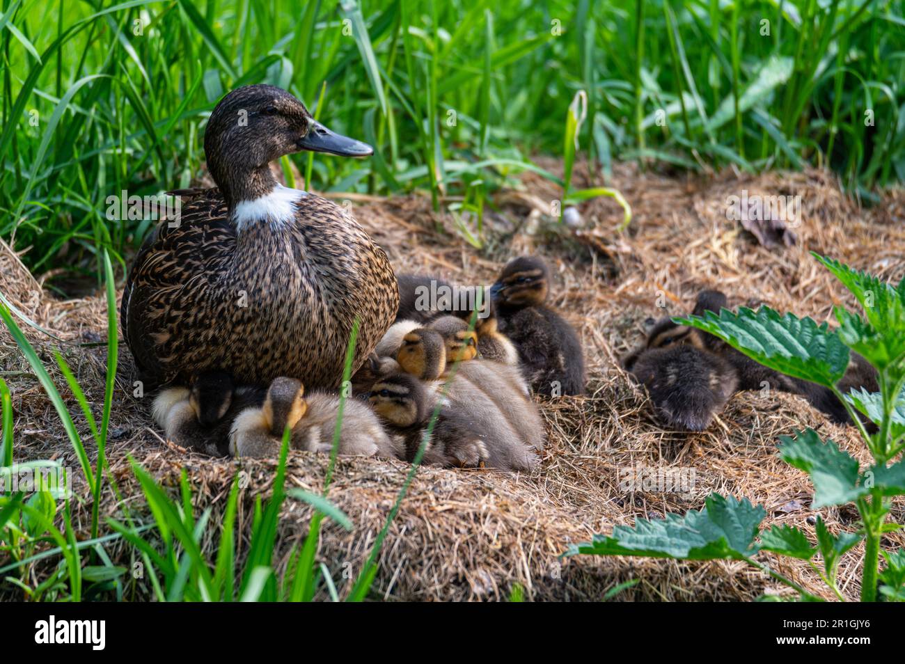 A mother duck is with her chicks in a meadow Stock Photo - Alamy