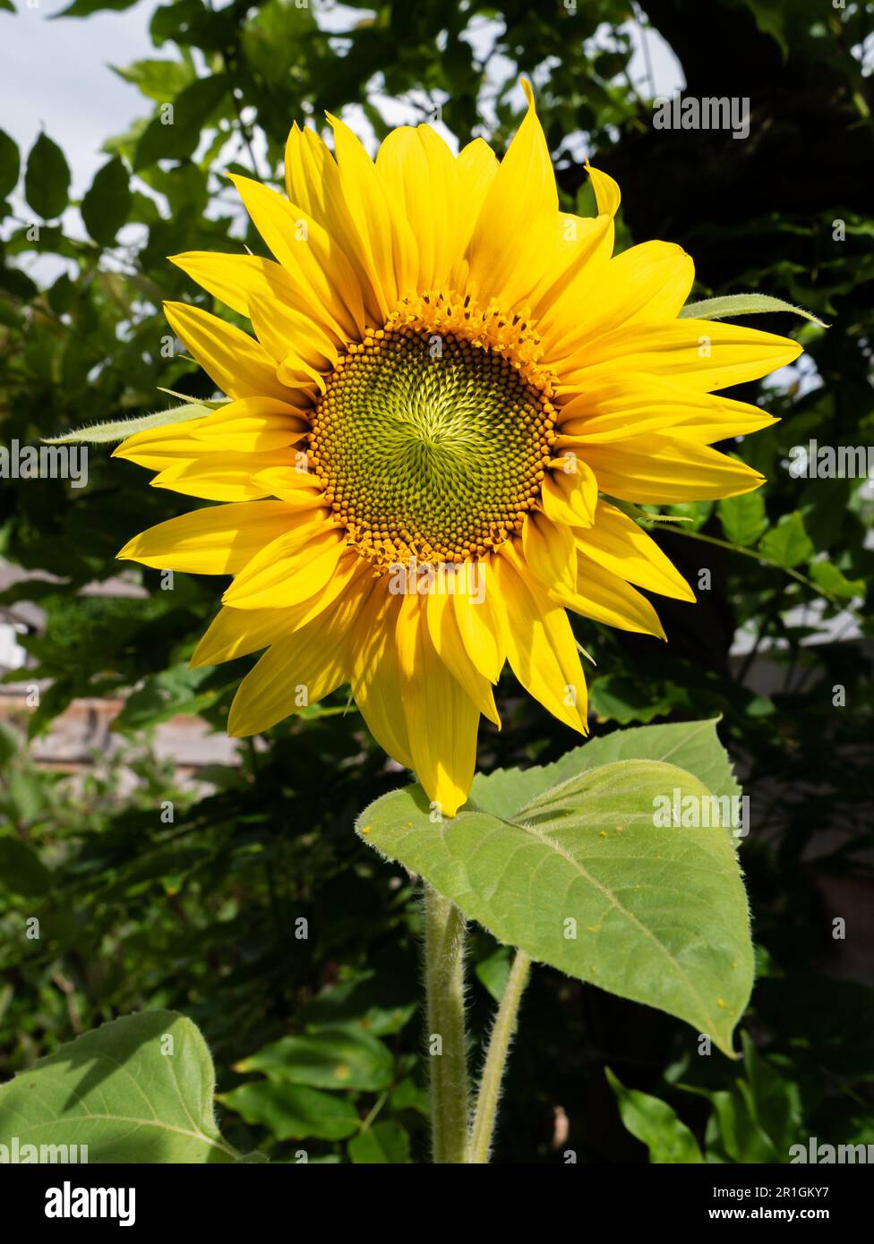 Sunflower head helianthus annuus seeds hi-res stock photography and ...