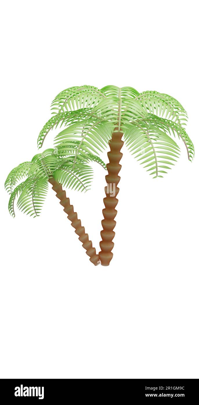 Two palm trees isolated on white background.3d rendering Stock Photo ...