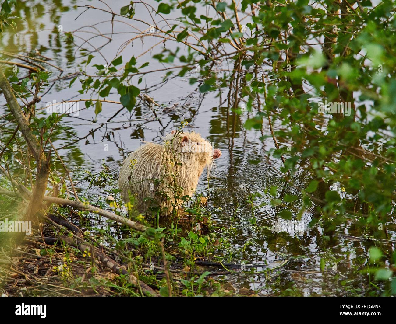 an albino Nutria, Myocastor coypus, also coypu, is a large, herbivorous ...