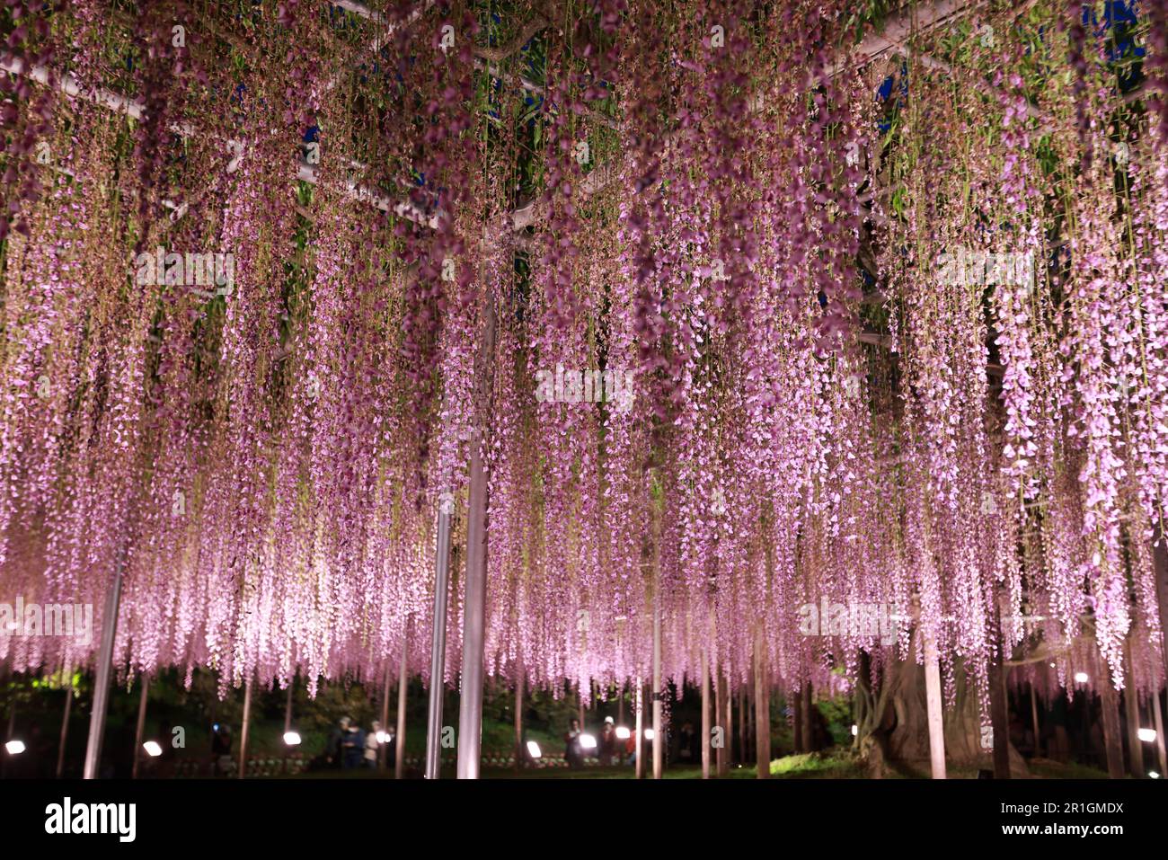 ashikago flower park, is one of biggest flower park in eastern Japan ...