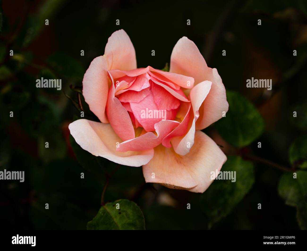 Rose southampton hi-res stock photography and images - Alamy