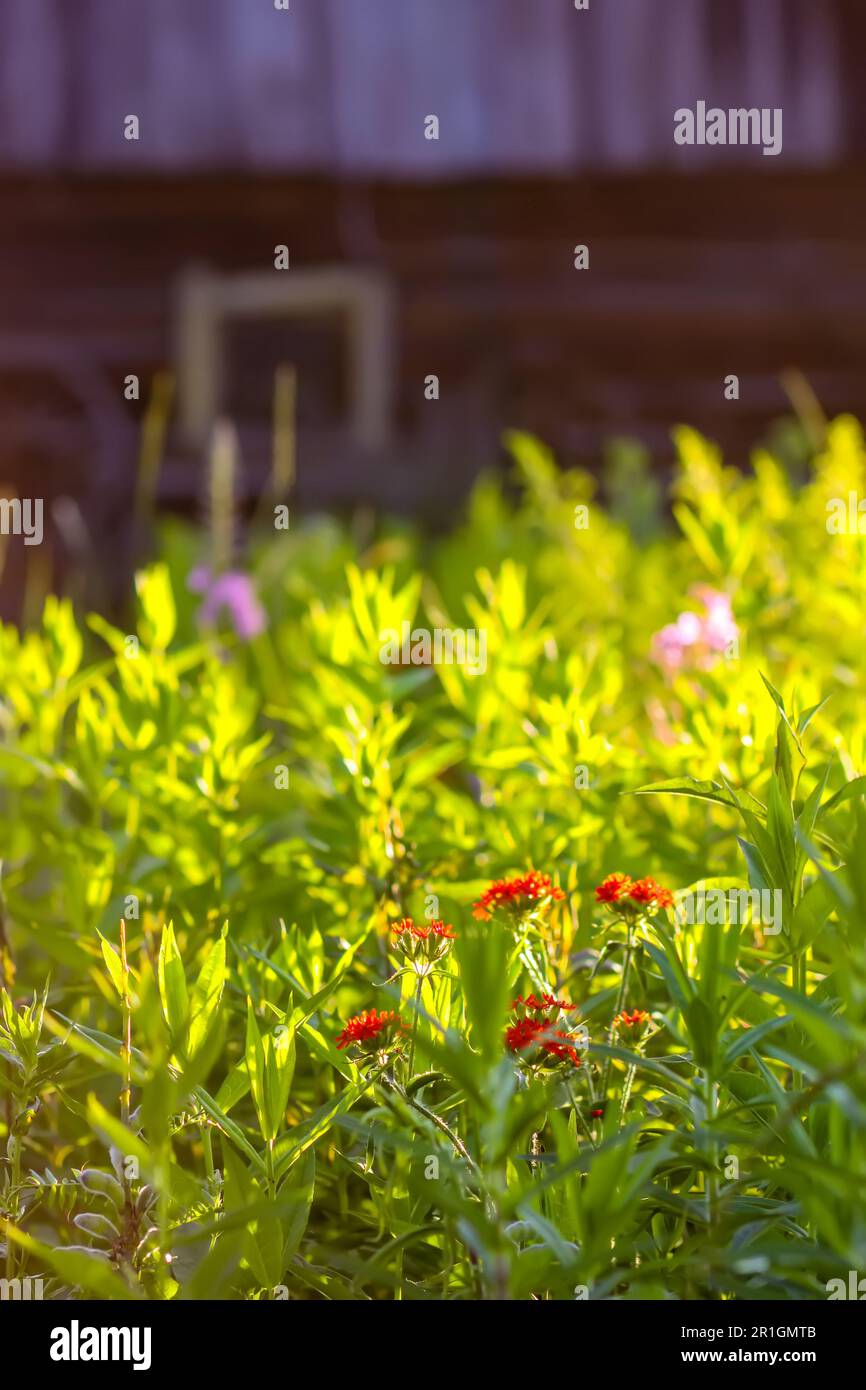 Red lychnis flowers in the summer garden. Silene chalcedonica, Maltese ...