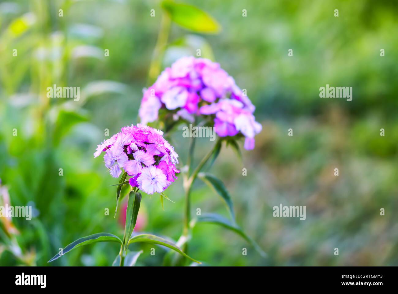 The Turkish carnation blossoming in summer garden. Dianthus barbatus ...