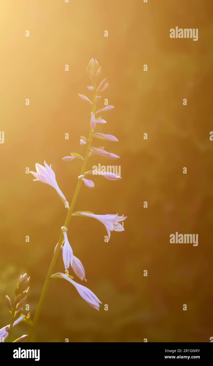 Hosta plants in warm sunset light Stock Photo - Alamy
