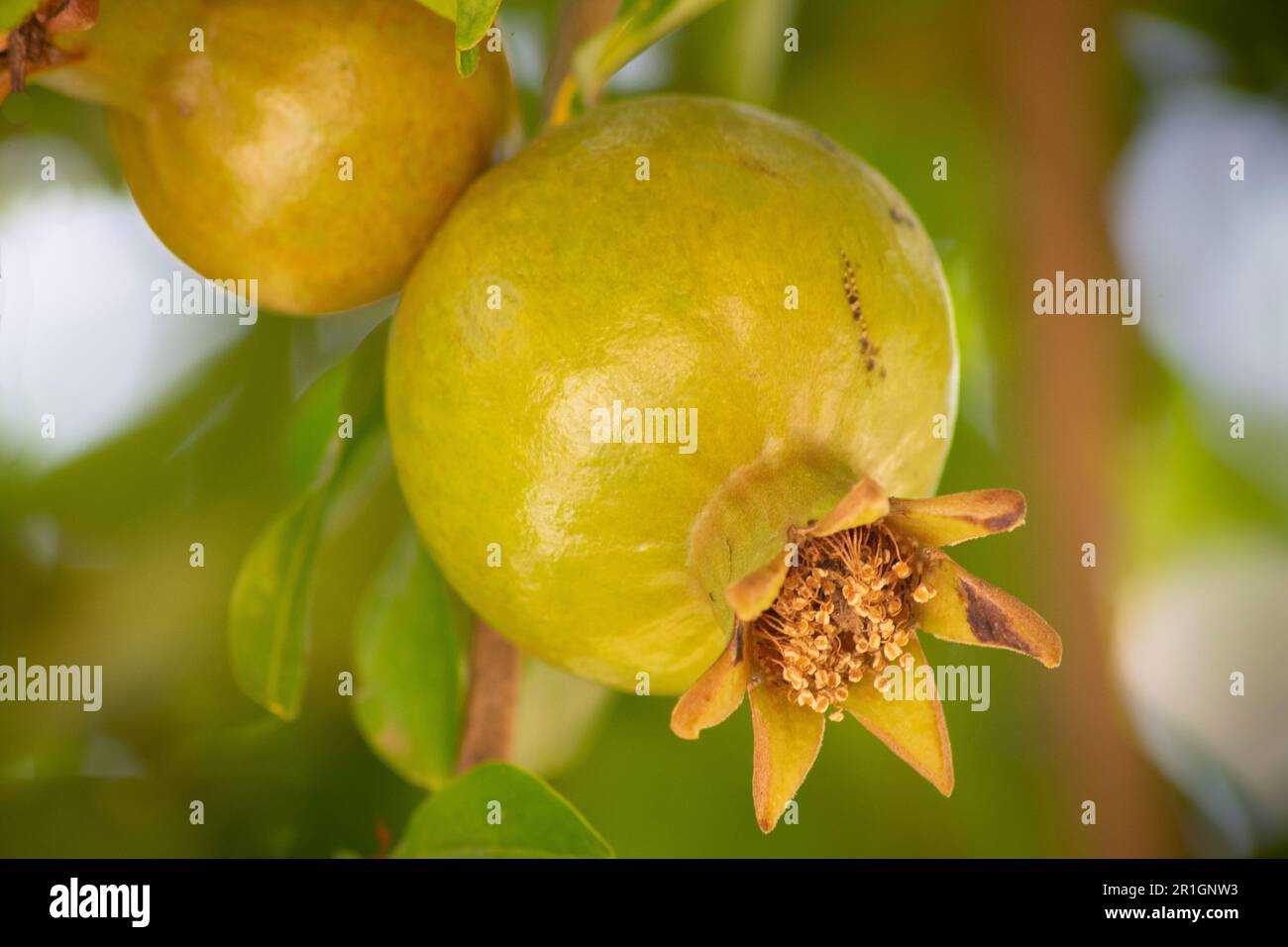 Pomegranate fruit hanging and maturing on branch of pomegranate tree ...
