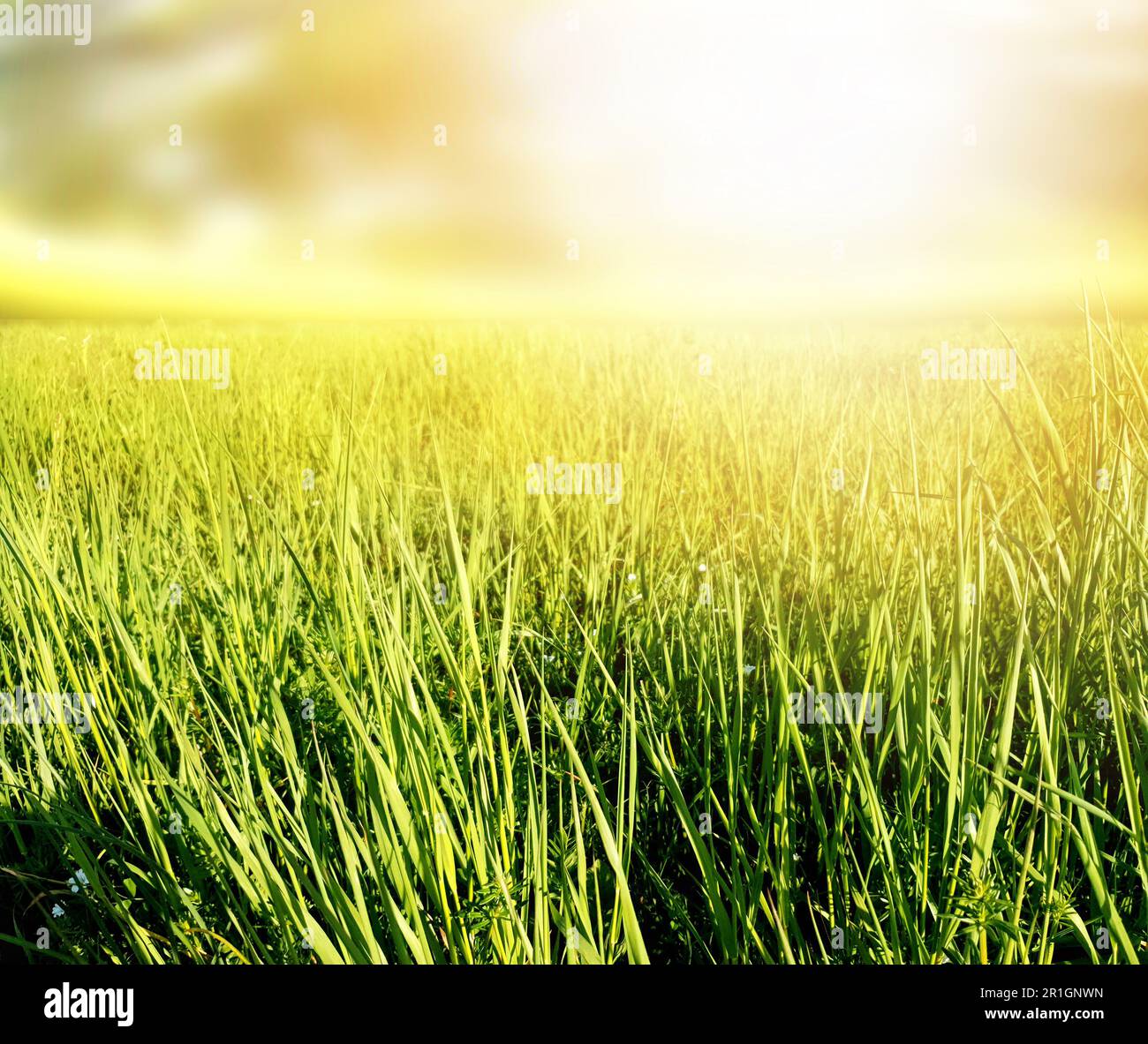 nature background with grass and sun Stock Photo - Alamy