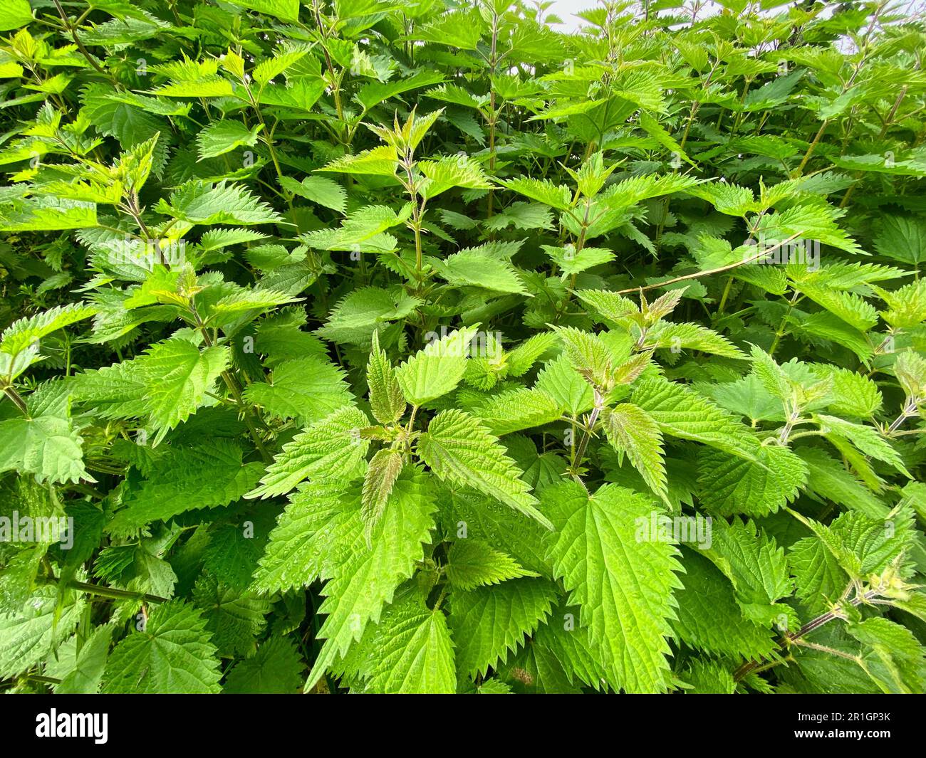 Field green stinging nettles hi-res stock photography and images - Alamy