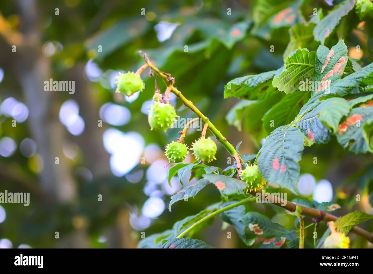 Chestnuts on branch hi-res stock photography and images - Alamy