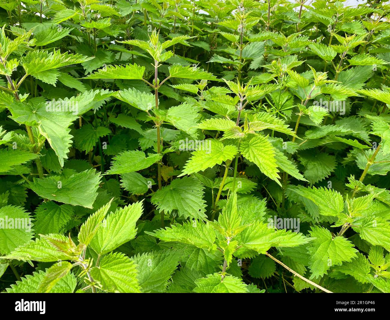 Field green stinging nettles hi-res stock photography and images - Alamy