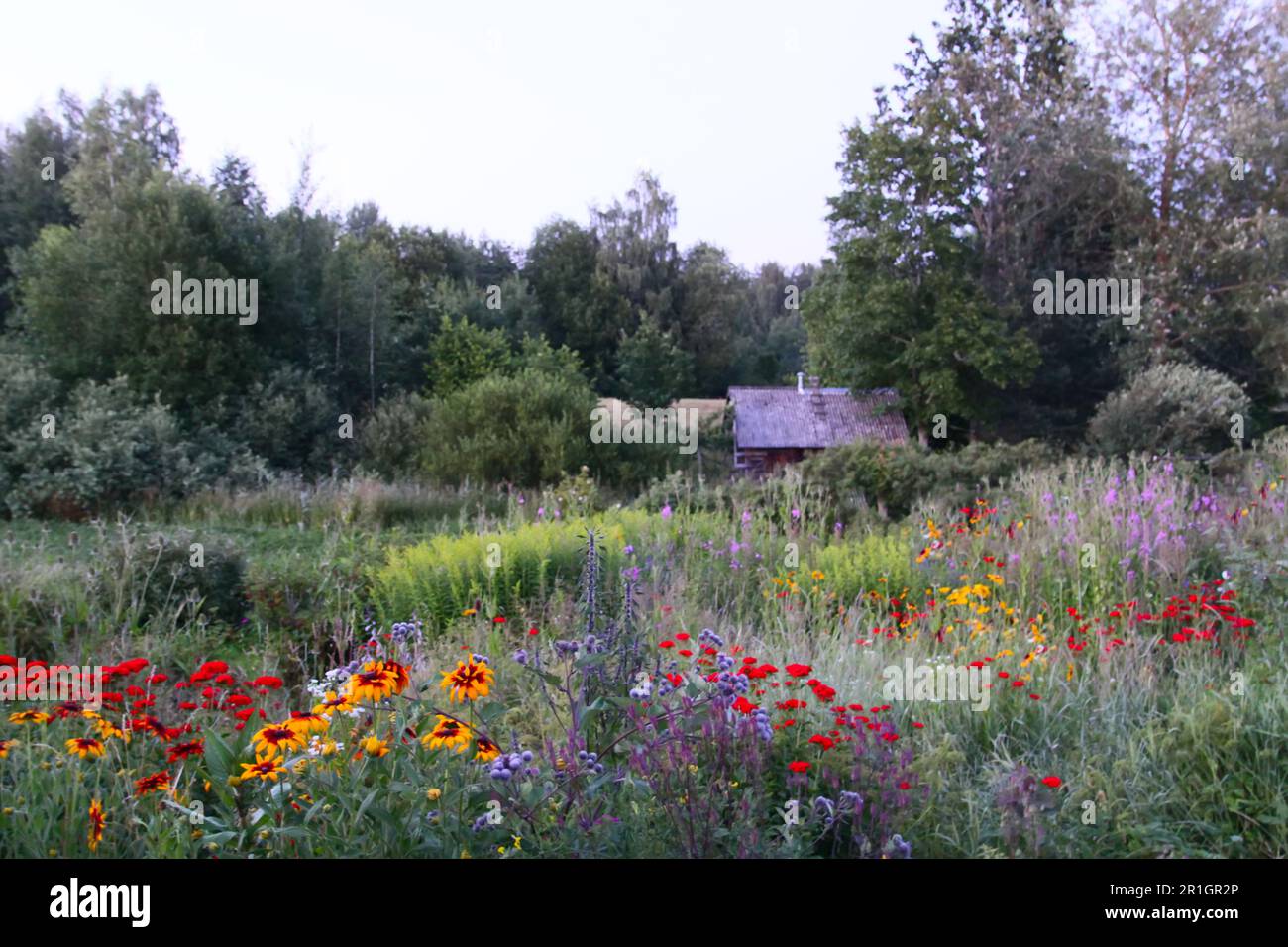 Red lychnis flowers in the summer garden. Silene chalcedonica, Maltese ...