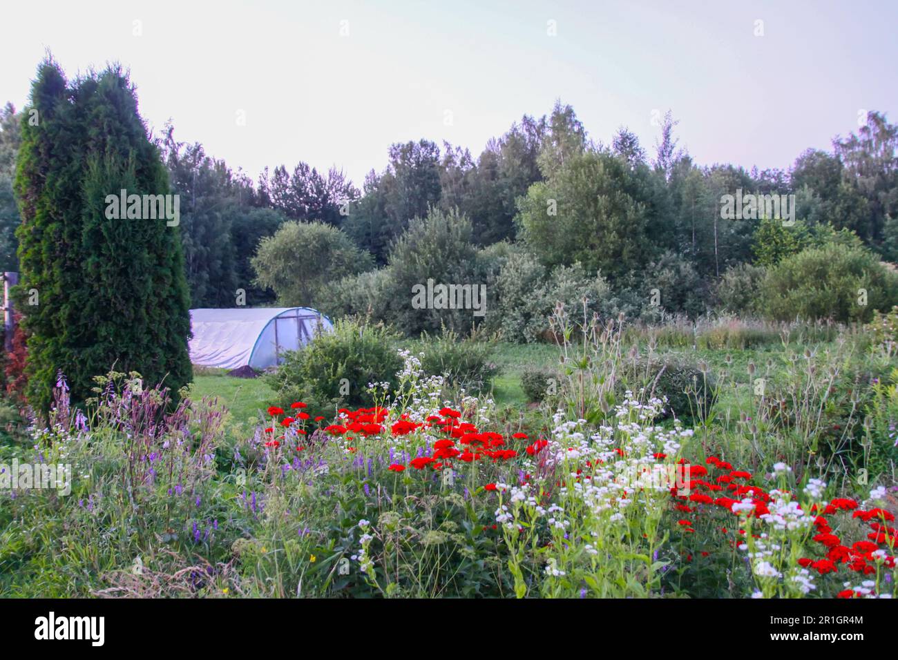 Red lychnis flowers in the summer garden. Silene chalcedonica, Maltese ...