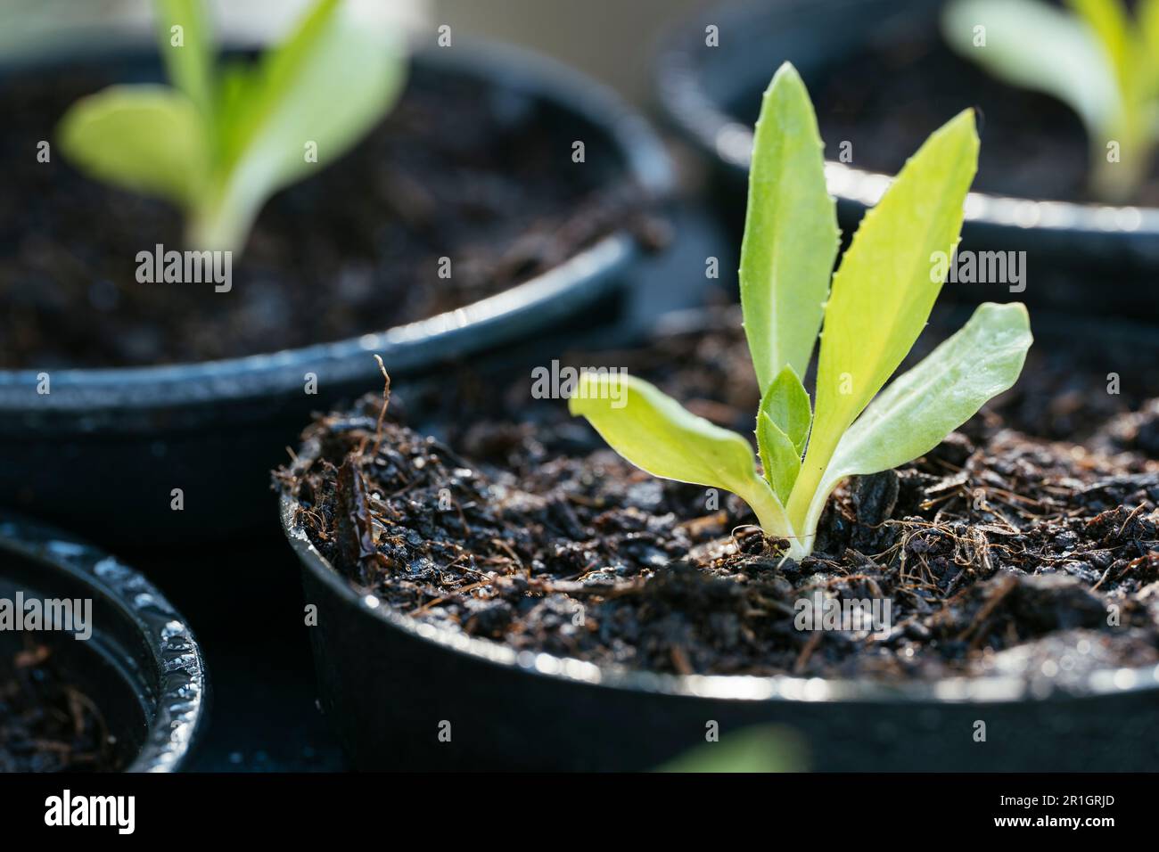 Safflower (Carthamus tinctorius) seedlings Stock Photo - Alamy