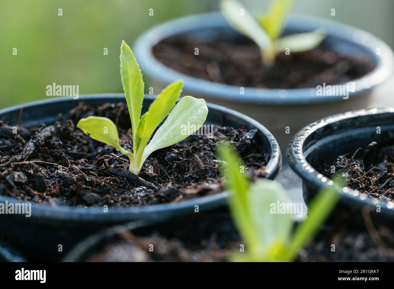 Safflower (Carthamus tinctorius) seedlings Stock Photo - Alamy