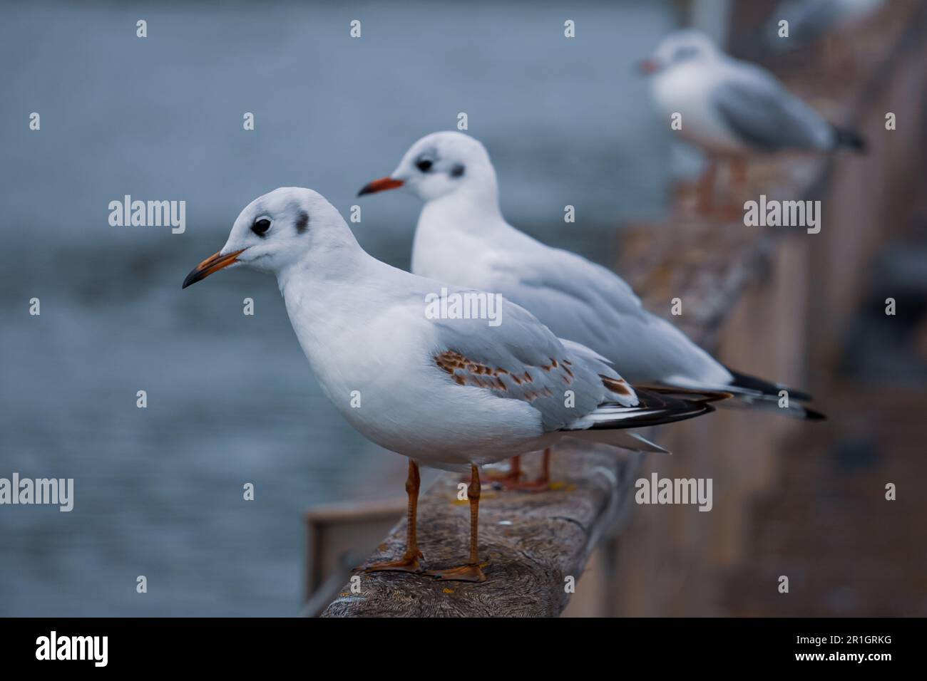 Seagull perching on railing hi-res stock photography and images - Alamy